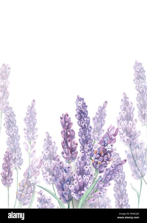 Invitation Background Lavender
