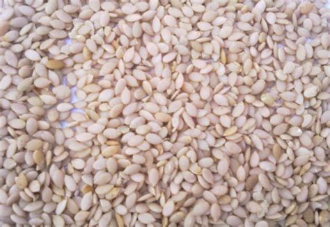 Citrullus Colocynthis Seeds At Best Price In Bikaner Id 1536915