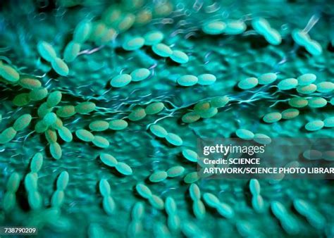Acetobacter Photos And Premium High Res Pictures Getty Images