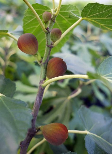Beers Black Dwarf Fig Tree Dwarf Fig Plant Self Fertile