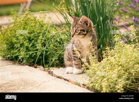Horizontal Photo Of Few Weeks Old Kitten Tomcat With Tabby Fur White
