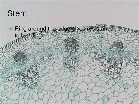 Xylem Powerpoint Slides Learnpick India