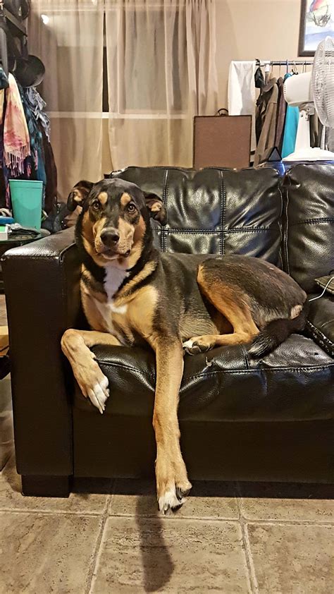 The Fabulous Mr Kobus Scrolller