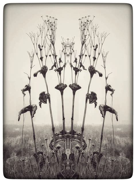 Symmetria Series — Vicki Reed