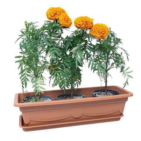 Rectangular Plastic Pot China Gulf Palms