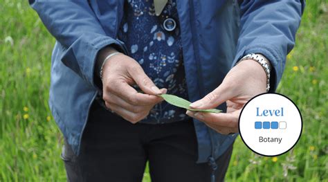 Plant Identification Using The Vegetative Key 1 Day Field Studies