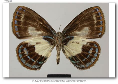 Hypochrysops Makrikii Type Specimens