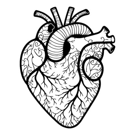 Vector Del Corazón Vector Premium