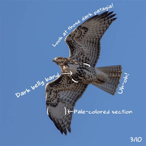 Red Tailed Hawk Identification Guide 10 Infographics Handcrafted