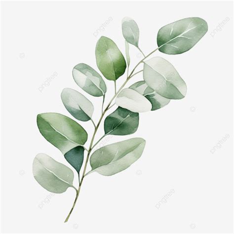 Eucalyptus Watercolor Illustration Eucalyptus Branch Leaf Png