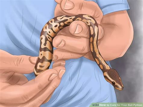 Ball Pythons Ball Python Care Artofit