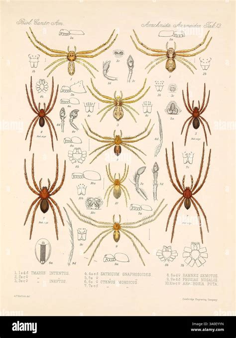 Central Section Showcases Different Types Of Arachnids Hi Res Stock