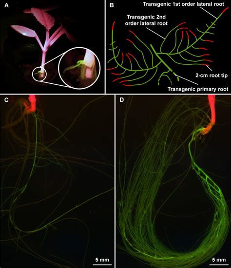 Efficient Generation Of Mutations Mediated By Crisprcas9 In The Hairy