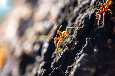 A Swarm Of Red Ants Are Hunting For Prey Stock Image Image Of