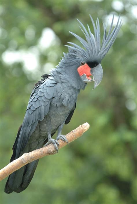 Palm Cockatoo Facts At Lola Mowbray Blog