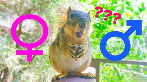 How To Determine A Squirrels Gender Youtube