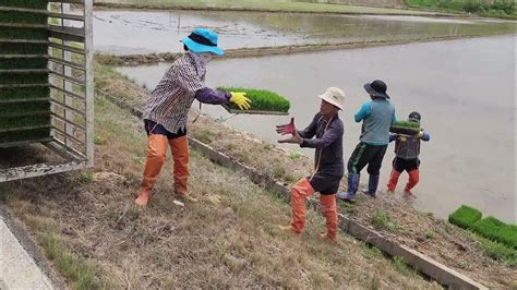 트렉터용 육묘 상자 운반기 204장 영상입니다 310만원의 위엄 Part2 Youtube