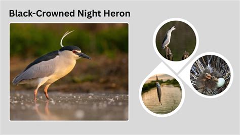 Black Crowned Night Heron Behavior Habitat And Interesting Facts