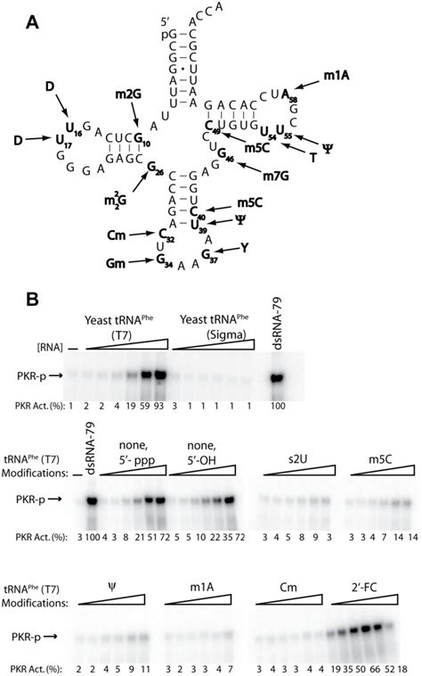 A Secondary Structure Of Trnaphe In The Cloverleaf Representation