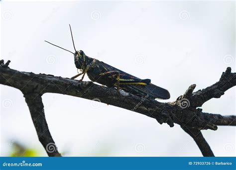 Locust Grasshopper On Black Background Royalty Free Stock Image