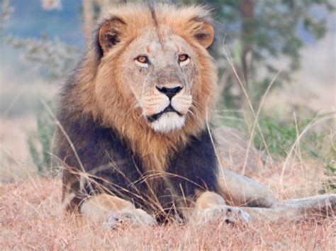 African Lions Facts And Photos Virunga National Park