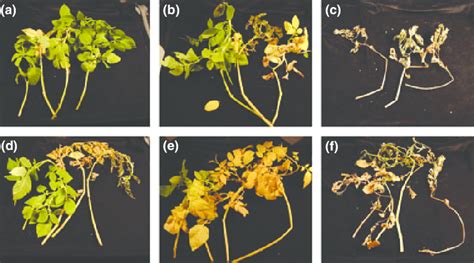 Symptoms Observed On Potato Plants Cv Russet Burbank After Download Scientific Diagram