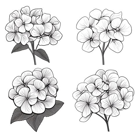 Premium Photo Hand Drawn Hydrangea Flower Outlines Black Color On