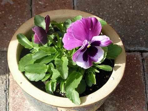 Nessies World Unser Kleiner Steingarten