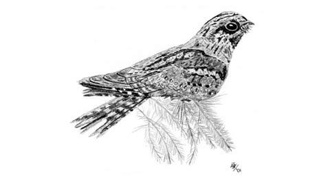 Nightjar Caprimulgas Europaeus The History Of The Birds Of Stevenage