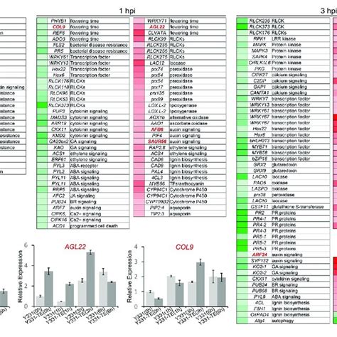 Mapping Of Differentially Expressed Genes In Maize During Different