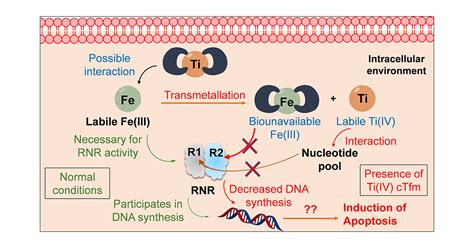 Ribonucleotide Reductase Regulation