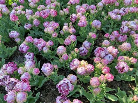 Tulpen Double Surprise Bestel Voordelig Online Green Garden Flower