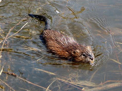Filemuskrat Swimming Ottawa Wikipedia