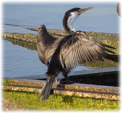 Bird Watching In Australia Australian Pied Cormorant