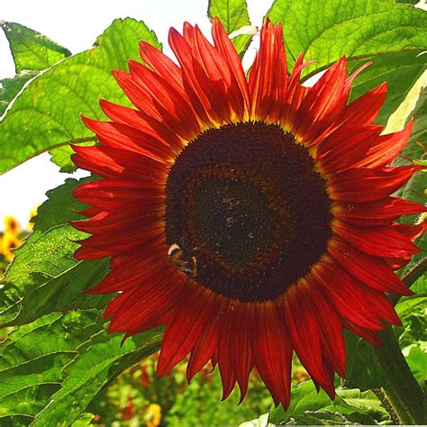 Sunflower Red Sun Tall 100 Seeds Helianthus Annuus Etsy