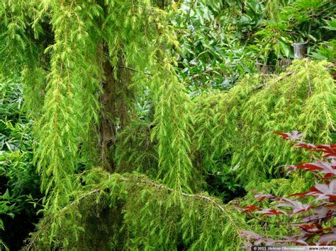 Juniperus Rigida Pendula Jalovec