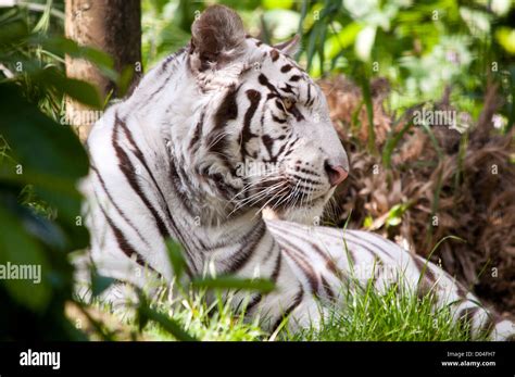 Siberian White Tiger Fotos Und Bildmaterial In Hoher Auflösung Alamy