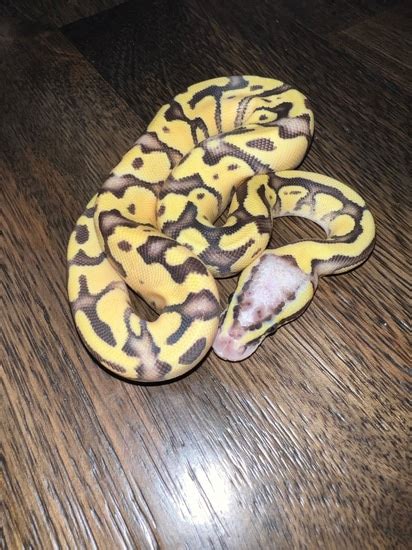 Enchi Superfly Ball Python By Risos Royals