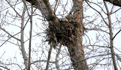 Squirrel Dreys Good Natured