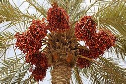 Basra Travel Guide At Wikivoyage