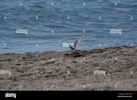 The Arctic Tern Known For Its Long Migration Rests On The Beach Of The Bering Land Bridge