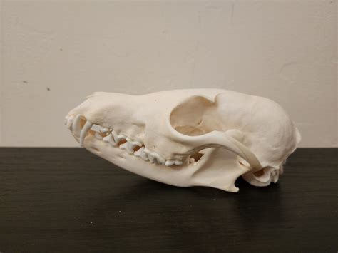 Vulpes Vulpes Red Fox Skull Grade B Etsy