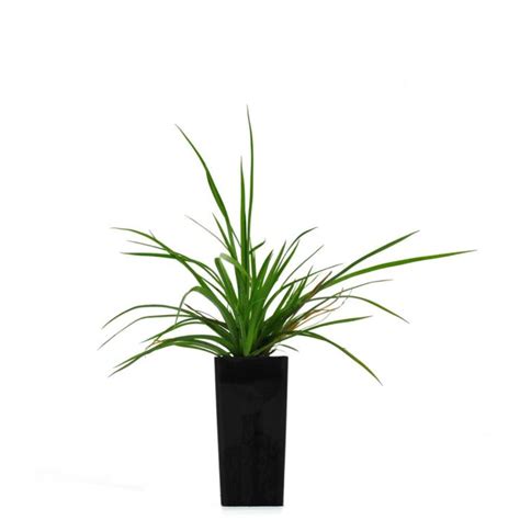 Lomandra Echidna Grass Tuff Aussie Plants