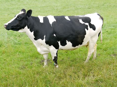 Friesian Dairy Cow © Nigel Mykura Geograph Britain And Ireland