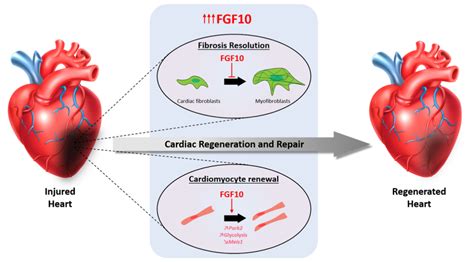 Fgf10：肺and心脏损伤修复剂