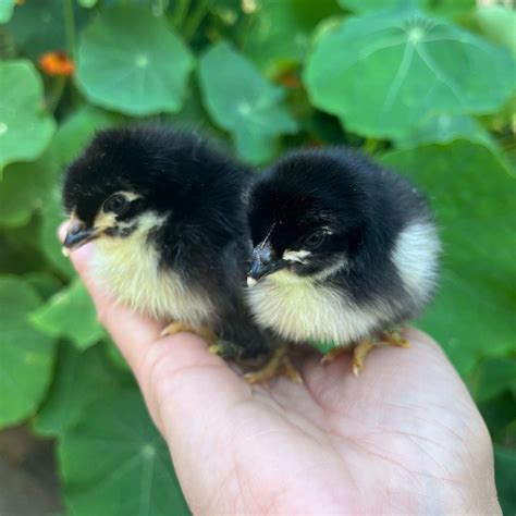 Our Breeds Safe Landing Farm