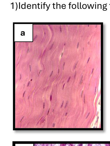 Quiz 2 Histology Flashcards Quizlet