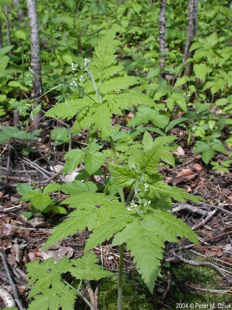 Osmorhiza Claytonii Sweet Cicely Minnesota Wildflowers