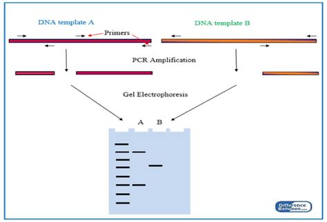Advancements In Seed Testing Technologies Pptx