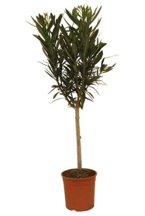 Nerie Nerium Oleander Ø19 Cm Silvan